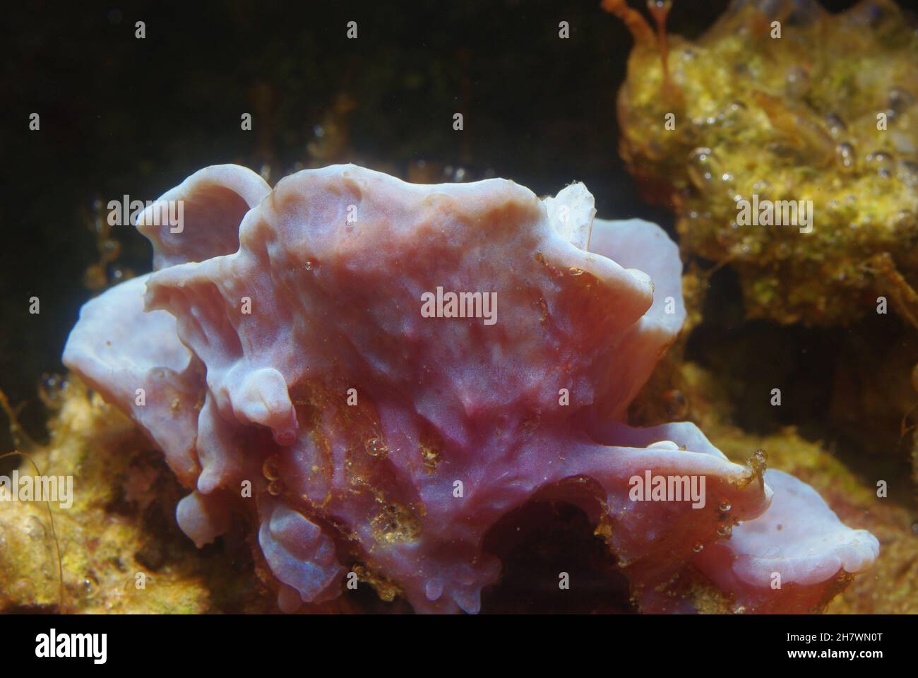 Callyspongia (Cladochalina) aculeata, commonly known as the branching ...
