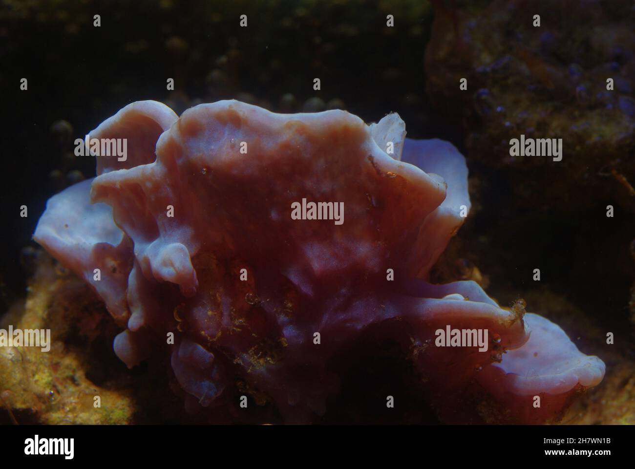 Callyspongia (Cladochalina) aculeata, commonly known as the branching ...