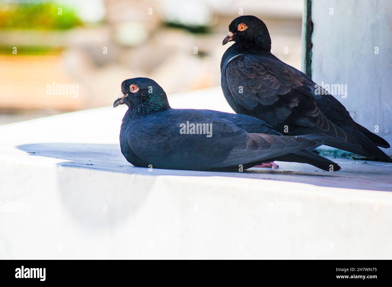 Two pigeons rest under the shadow of a wall. Salvador Bahia Brazil ...