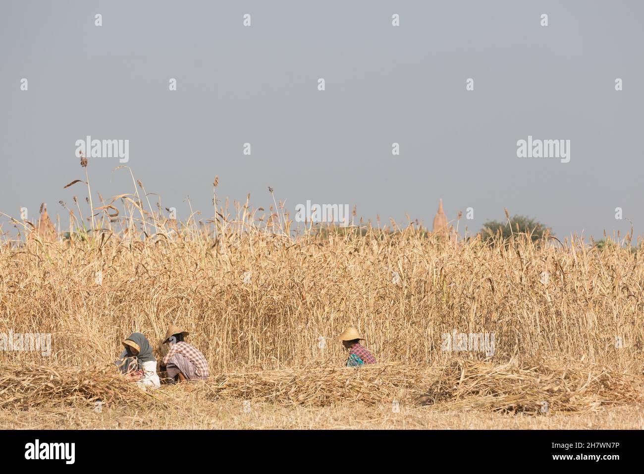 Bagan farm workers hi-res stock photography and images - Alamy