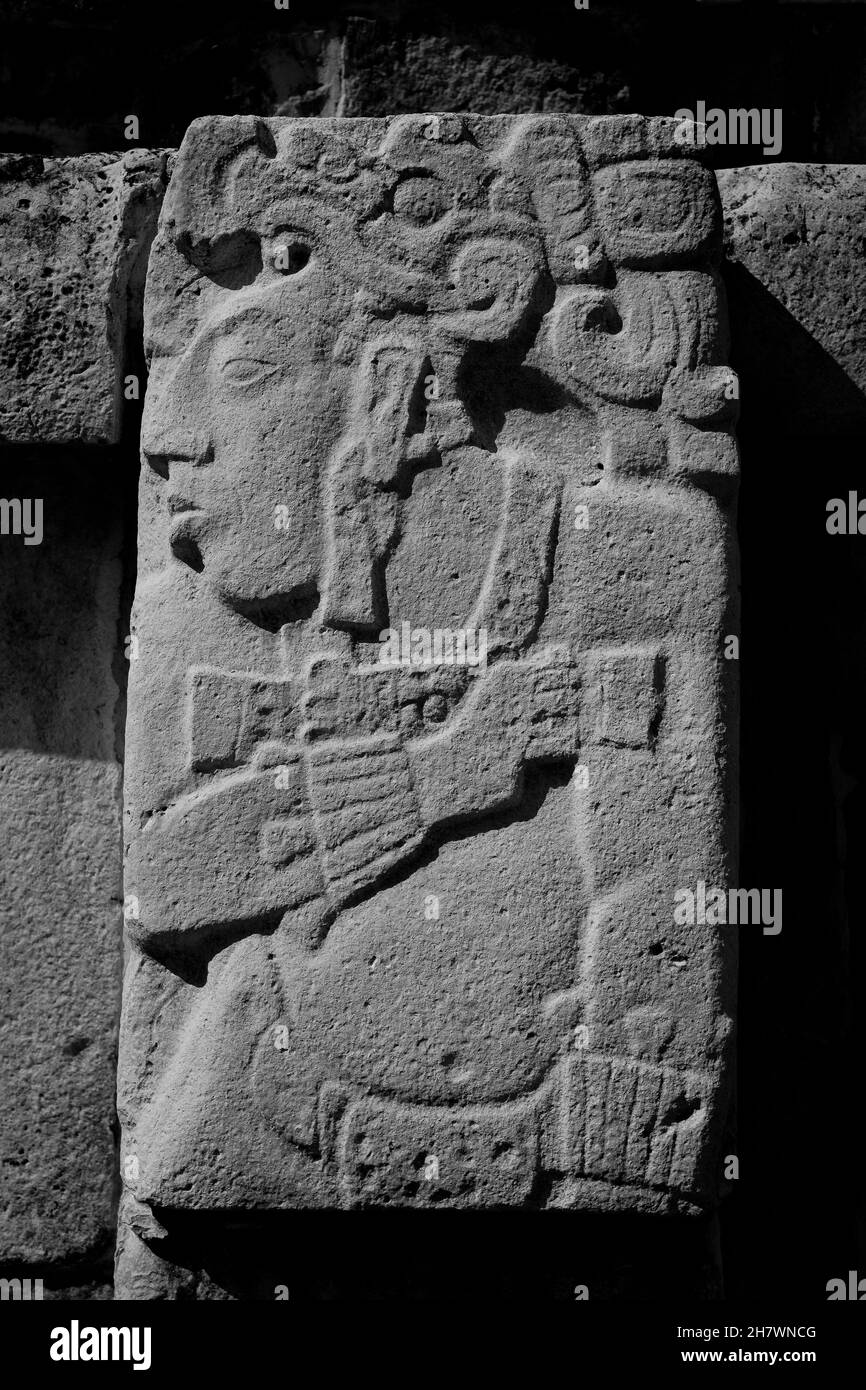 ancient mayan bas relief carvingsof a rabbit skull on a temple at the ...