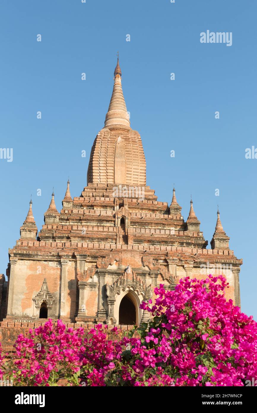Temples flowers hi-res stock photography and images - Alamy