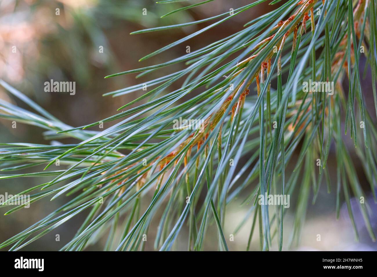 Pinus sylvestris needles Stock Photo - Alamy