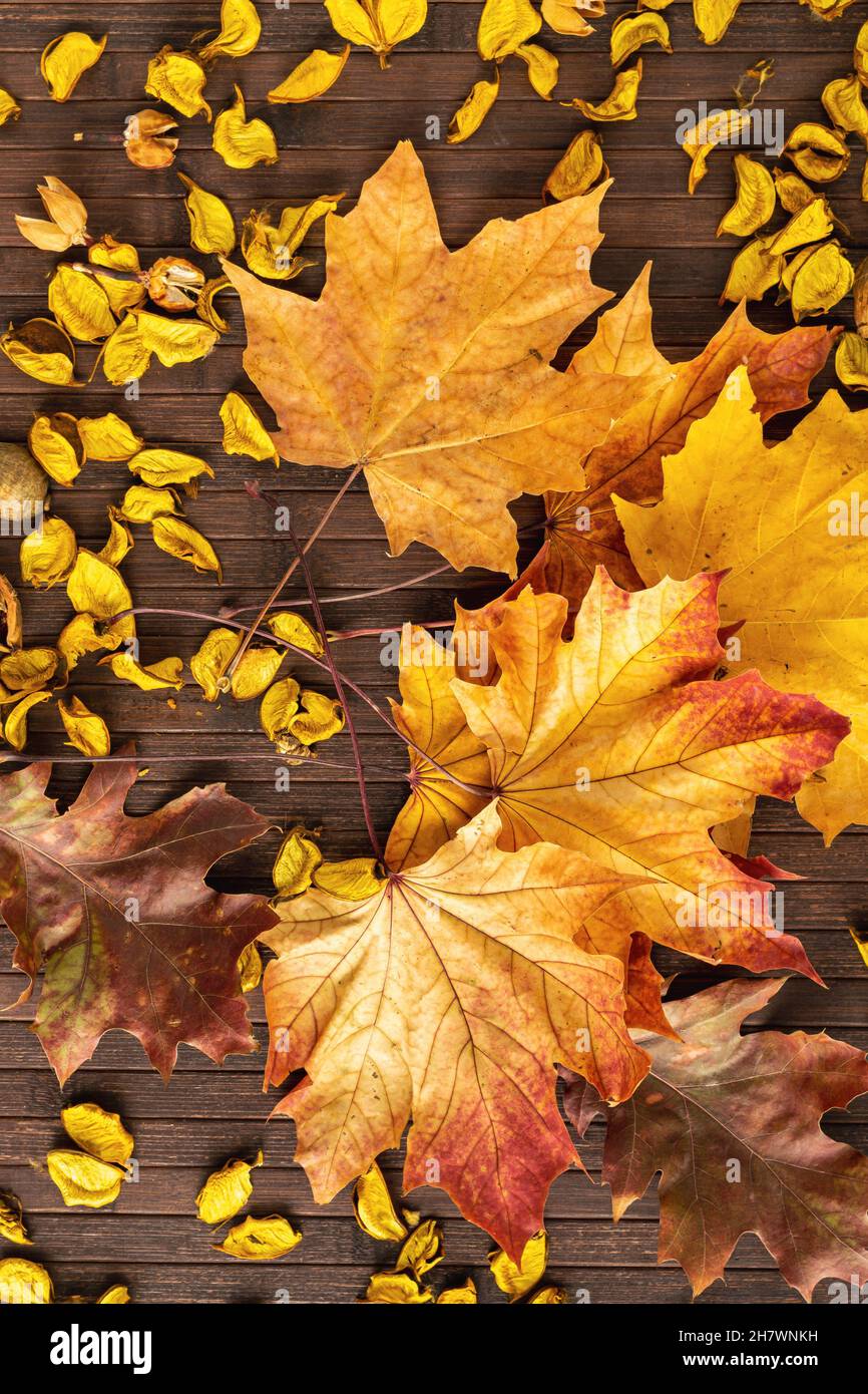 Yellow maple leaves are scattered against a dark wooden background ...