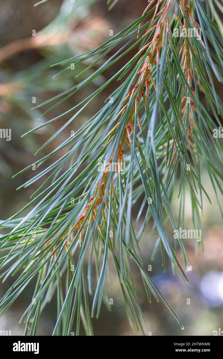 Pinus sylvestris needles Stock Photo - Alamy