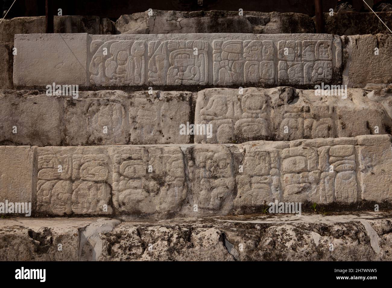 ancient mayan bas relief carvingsof a rabbit skull on a temple at the ...