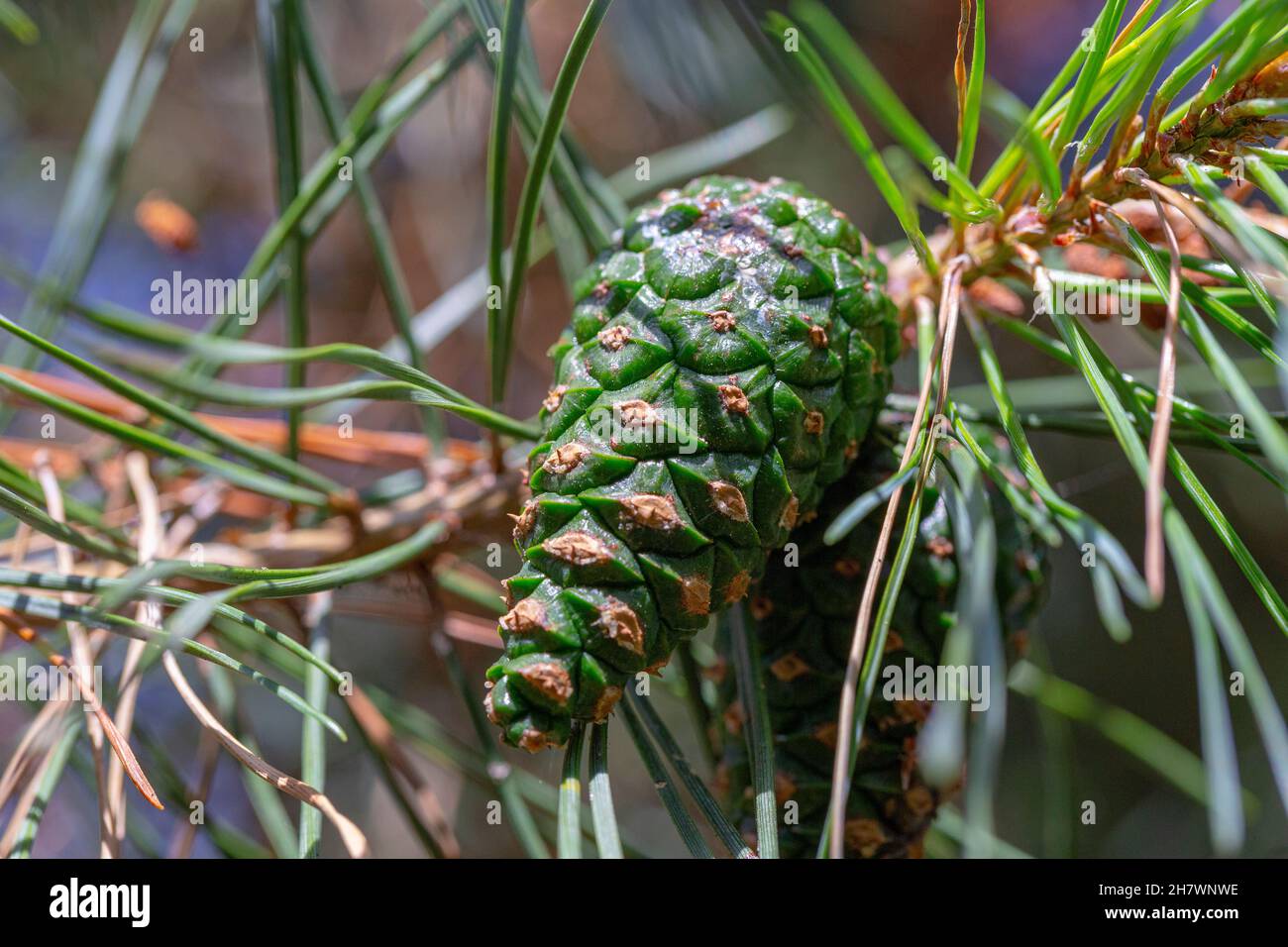 Pinus sylvestris cones Stock Photo - Alamy