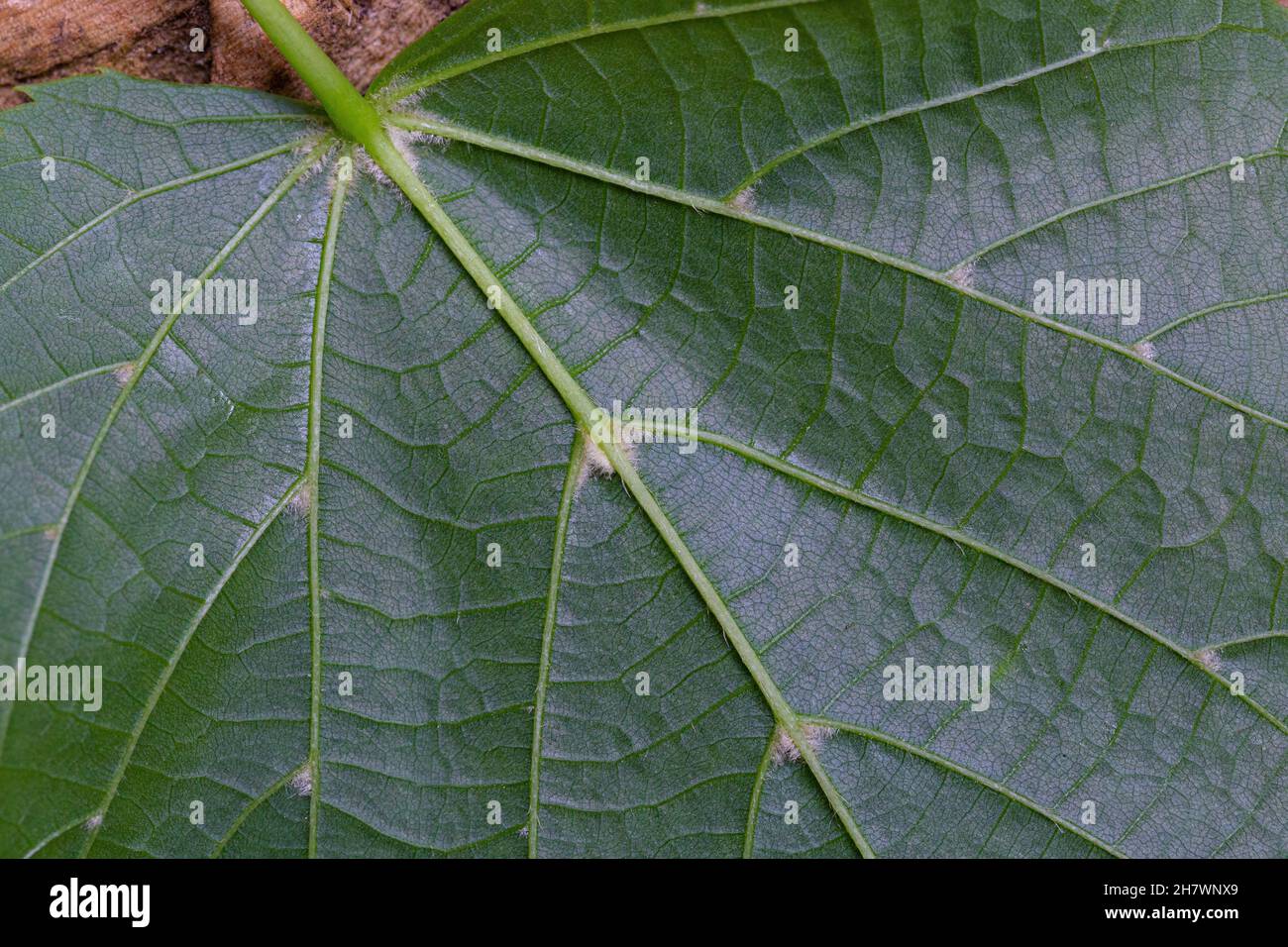 Underside of a Tilia x europaea leaf showing the hairs Stock Photo - Alamy