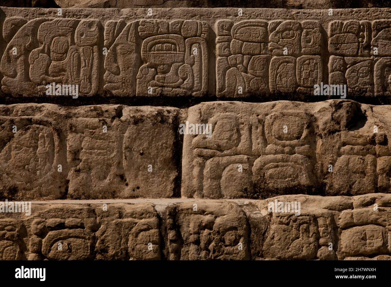 ancient mayan bas relief carvingsof a rabbit skull on a temple at the ...