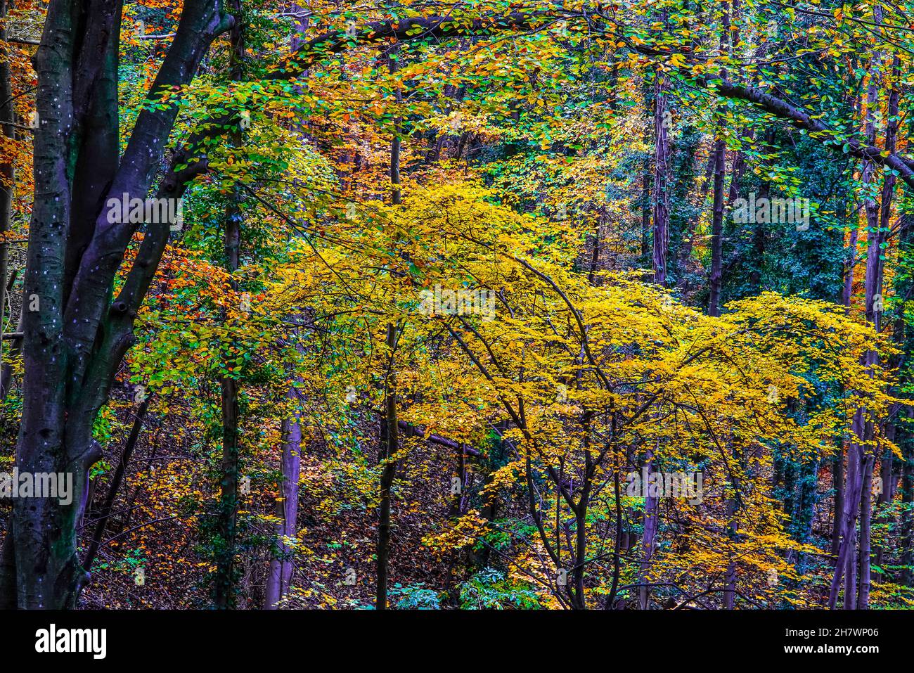 Beautiful Fall Colors in the Black Forest, Switzerland Stock Photo - Alamy
