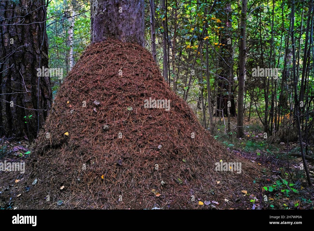 Big ant-hill in National Stads Park. Stockholm - Solna, Sweden Stock ...