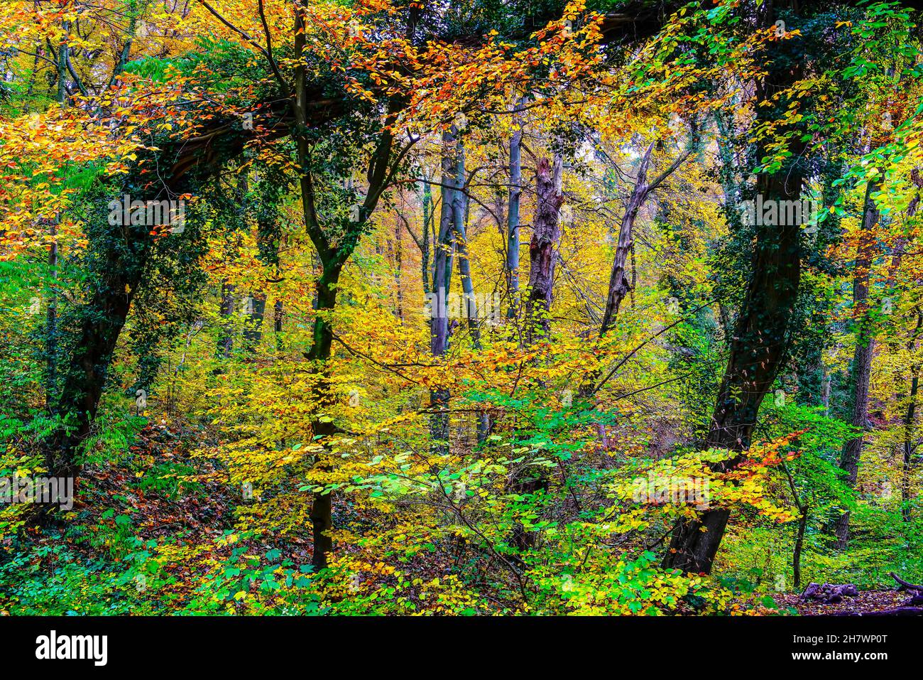 Beautiful Fall Colors in the Black Forest, Switzerland Stock Photo - Alamy