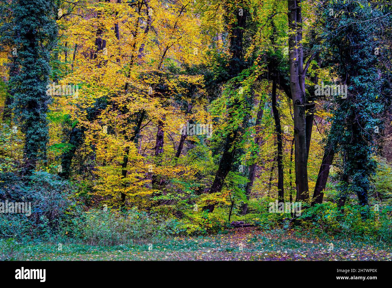 Beautiful Fall Colors in the Black Forest, Switzerland Stock Photo - Alamy