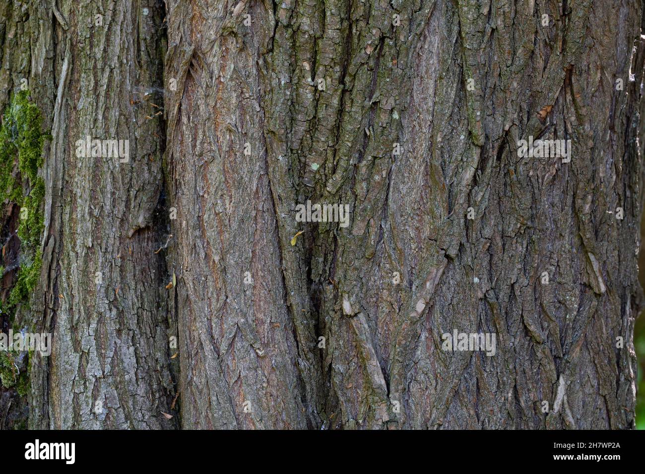 Salix alba bark hi-res stock photography and images - Alamy