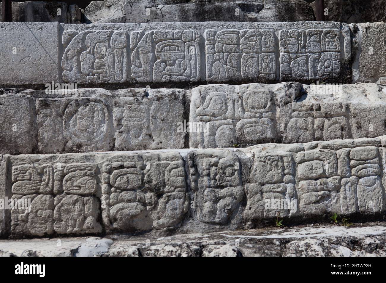 ancient mayan bas relief carvingsof a rabbit skull on a temple at the ...