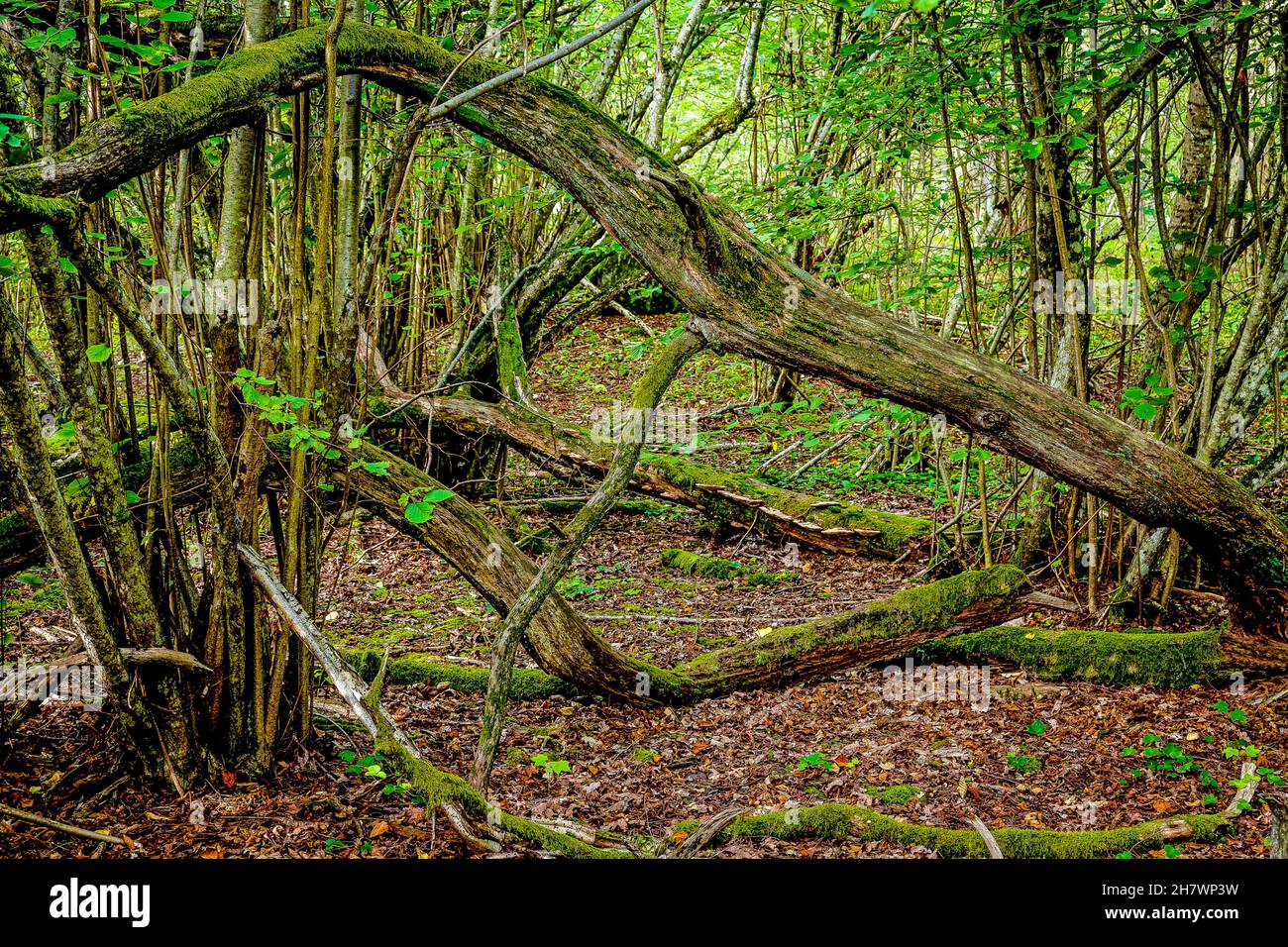 Hazel forest, is a species of hazel native to Europe and western Asia ...
