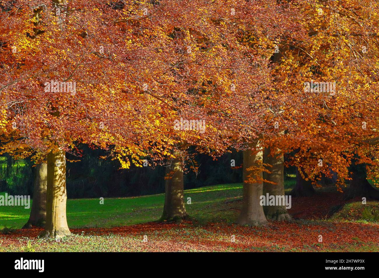 Bautiful Fall Colors in Wenkenpark, Basel, Switzerland Stock Photo - Alamy