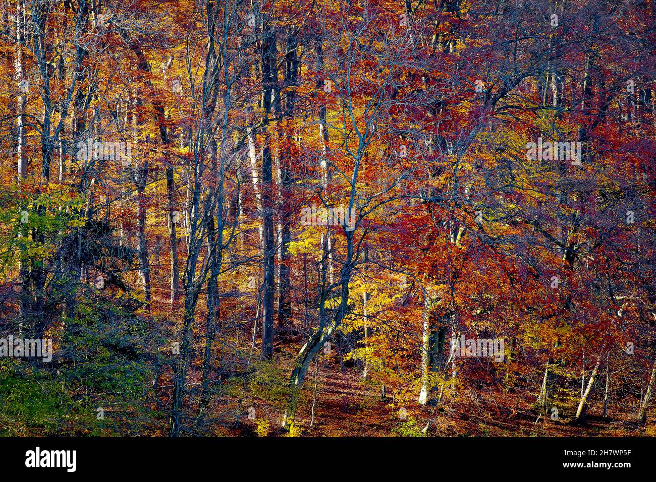 Woodland switzerland hi-res stock photography and images - Alamy