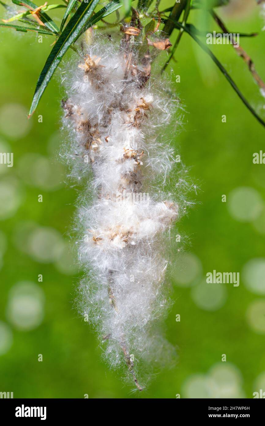 Salix viminalis fruit Stock Photo - Alamy