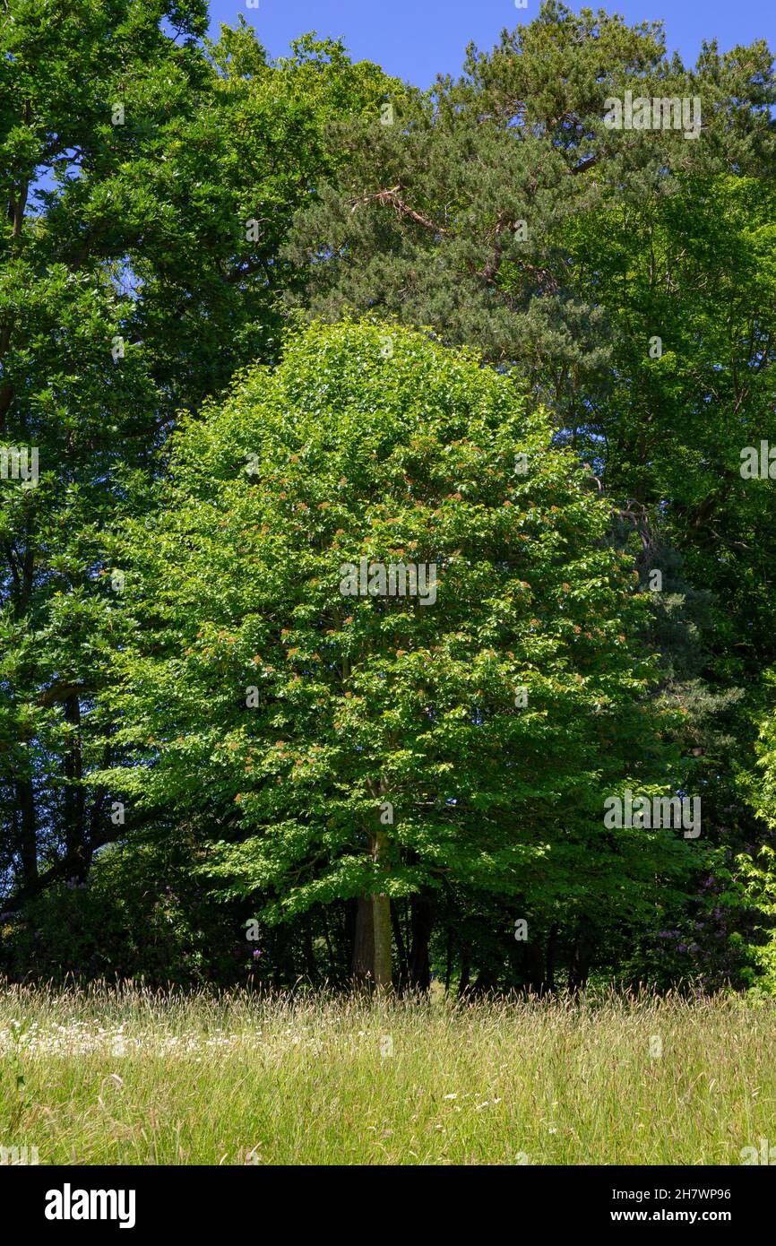 Sorbus torminalis in a meadow Stock Photo - Alamy