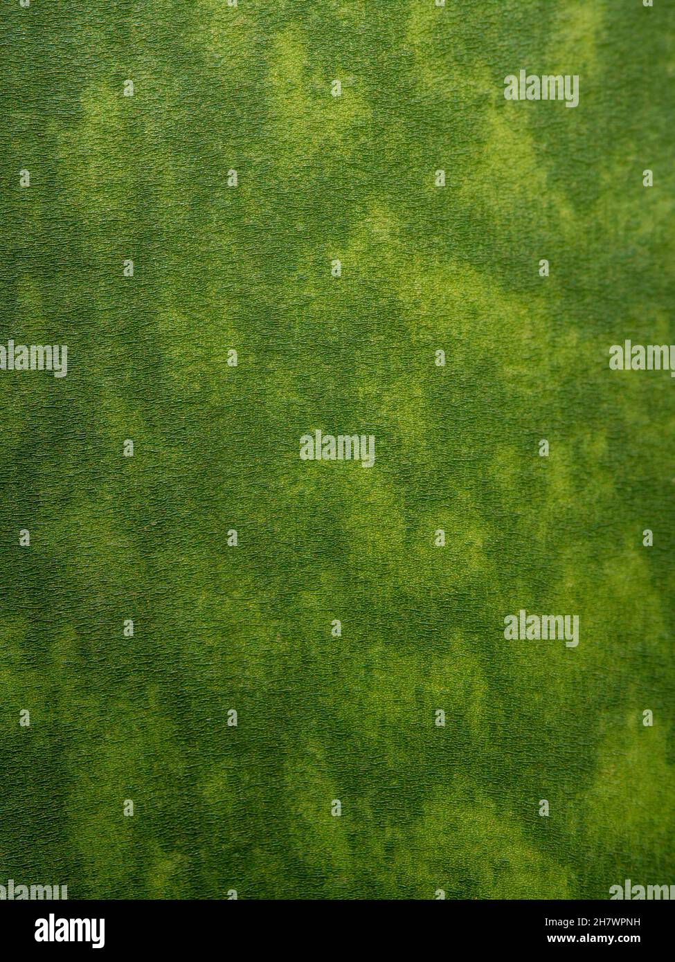 Agave succulent plant, close up texture on freshness leaves full-frame ...