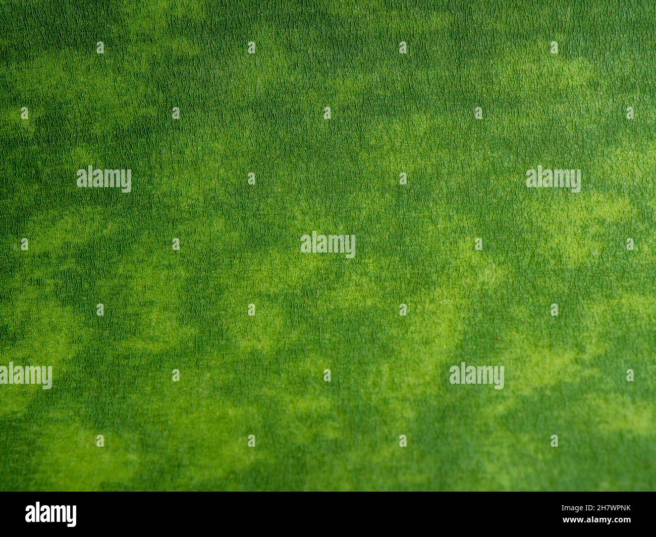 Agave succulent plant, close up texture on freshness leaves full-frame ...