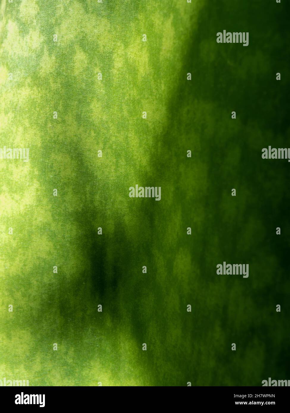 Agave succulent plant, close up texture on freshness leaves full-frame ...