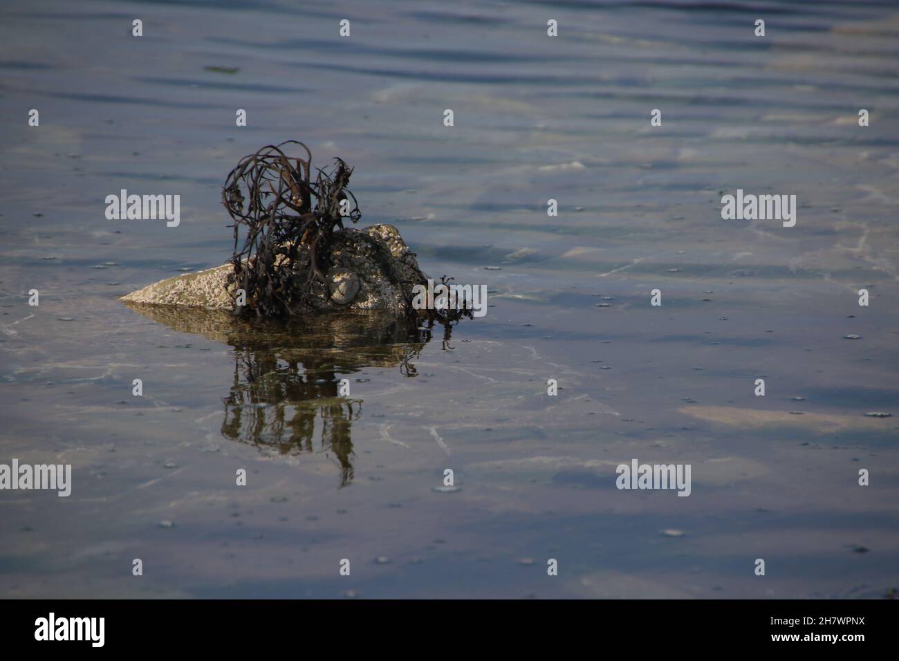 algae during low tide Stock Photo - Alamy