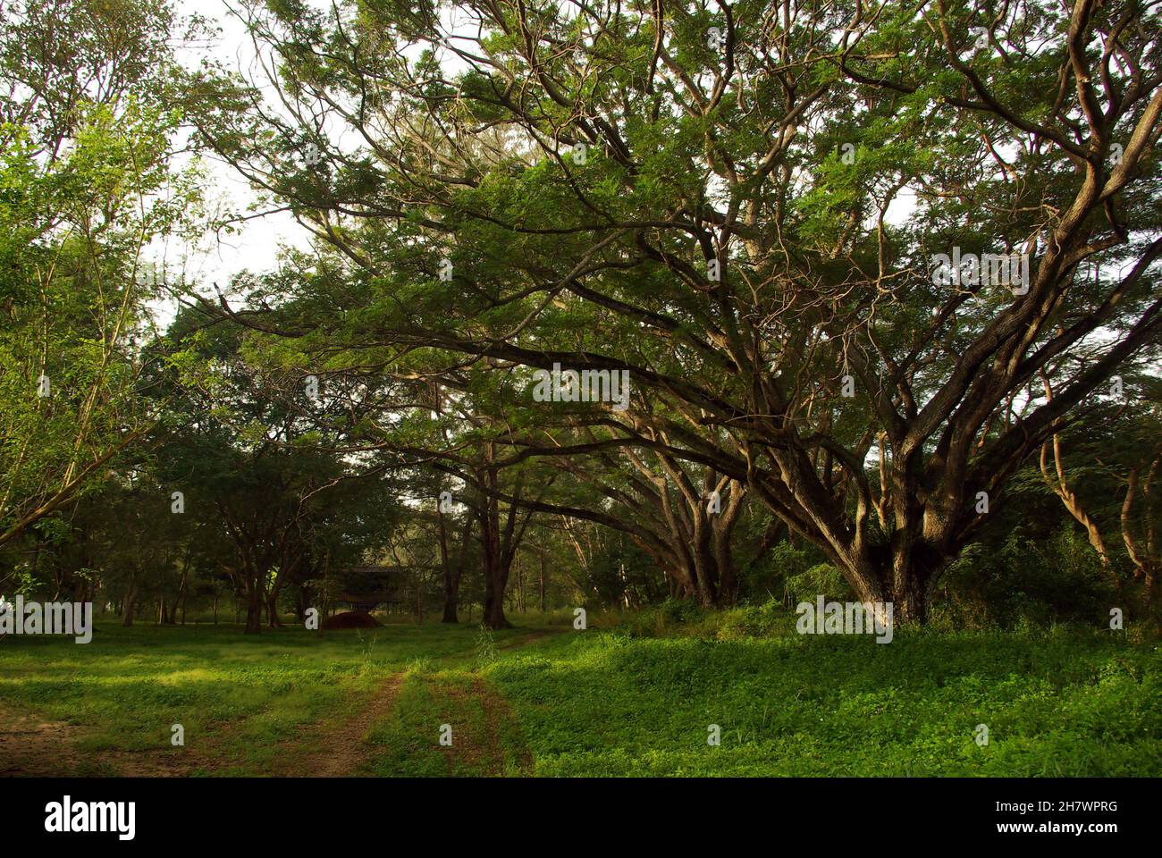 The shade of Rain-tree canopy Big tree in the forest Stock Photo - Alamy
