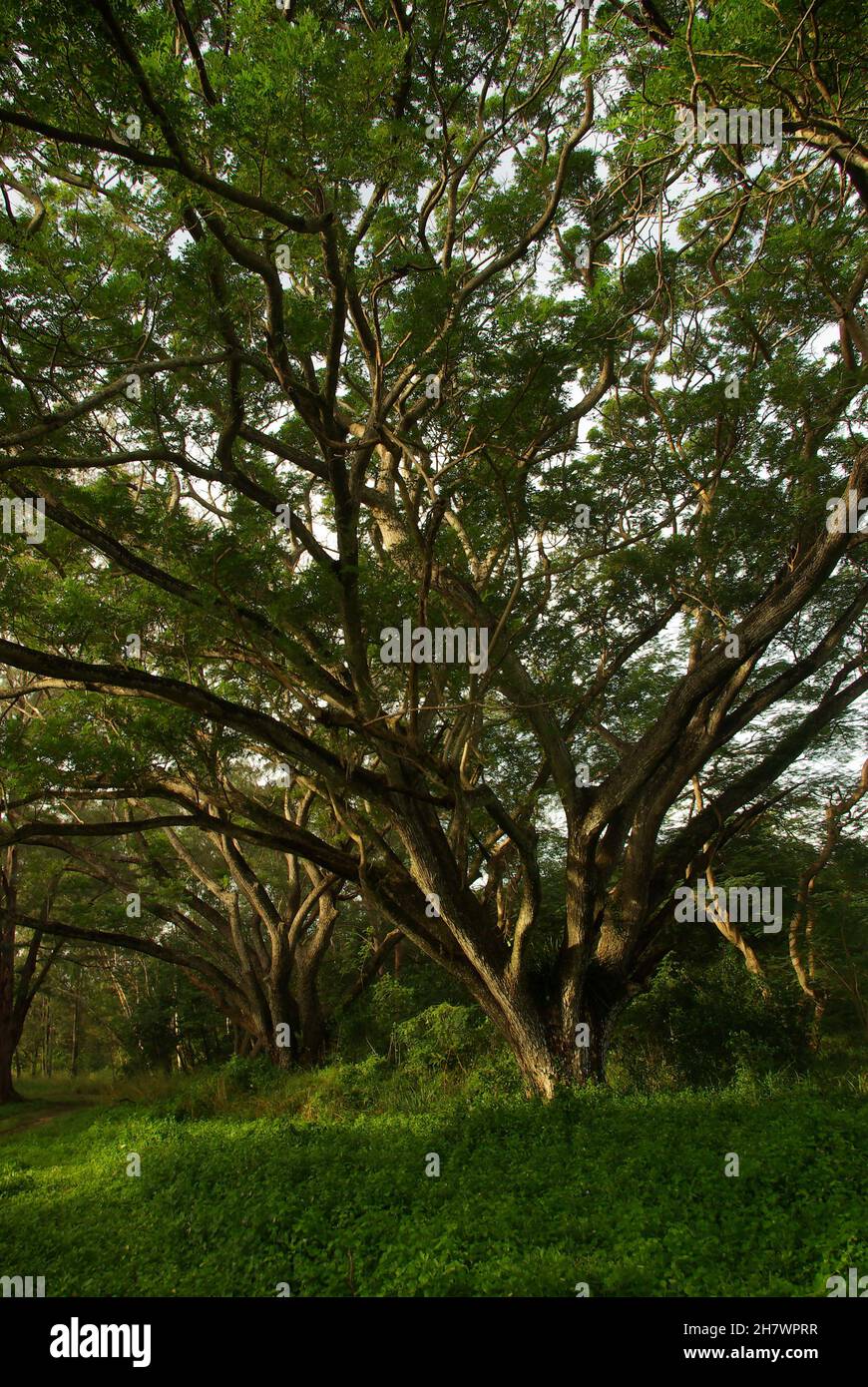 The shade of Rain-tree canopy Big tree in the forest Stock Photo - Alamy