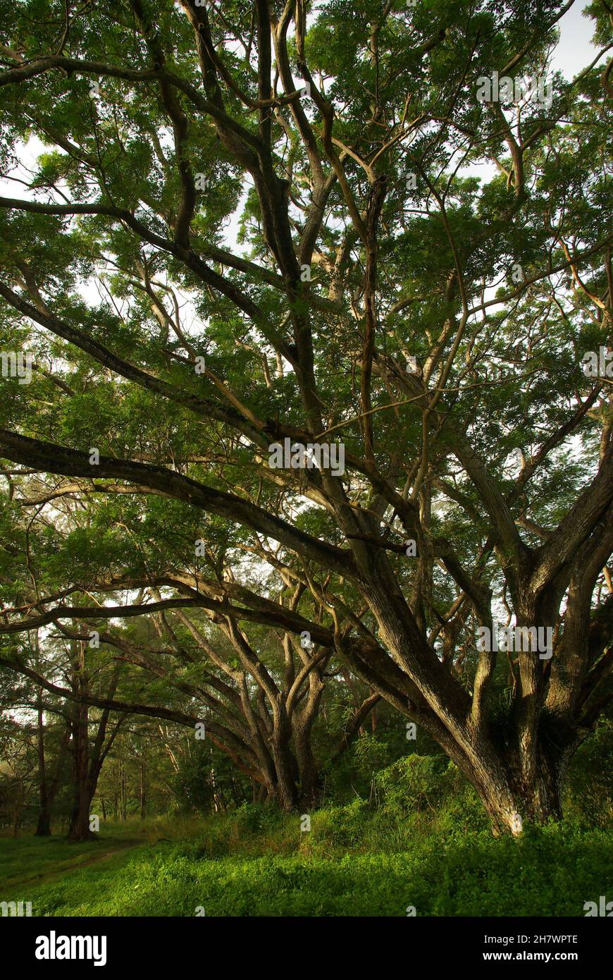 The shade of Rain-tree canopy Big tree in the forest Stock Photo - Alamy