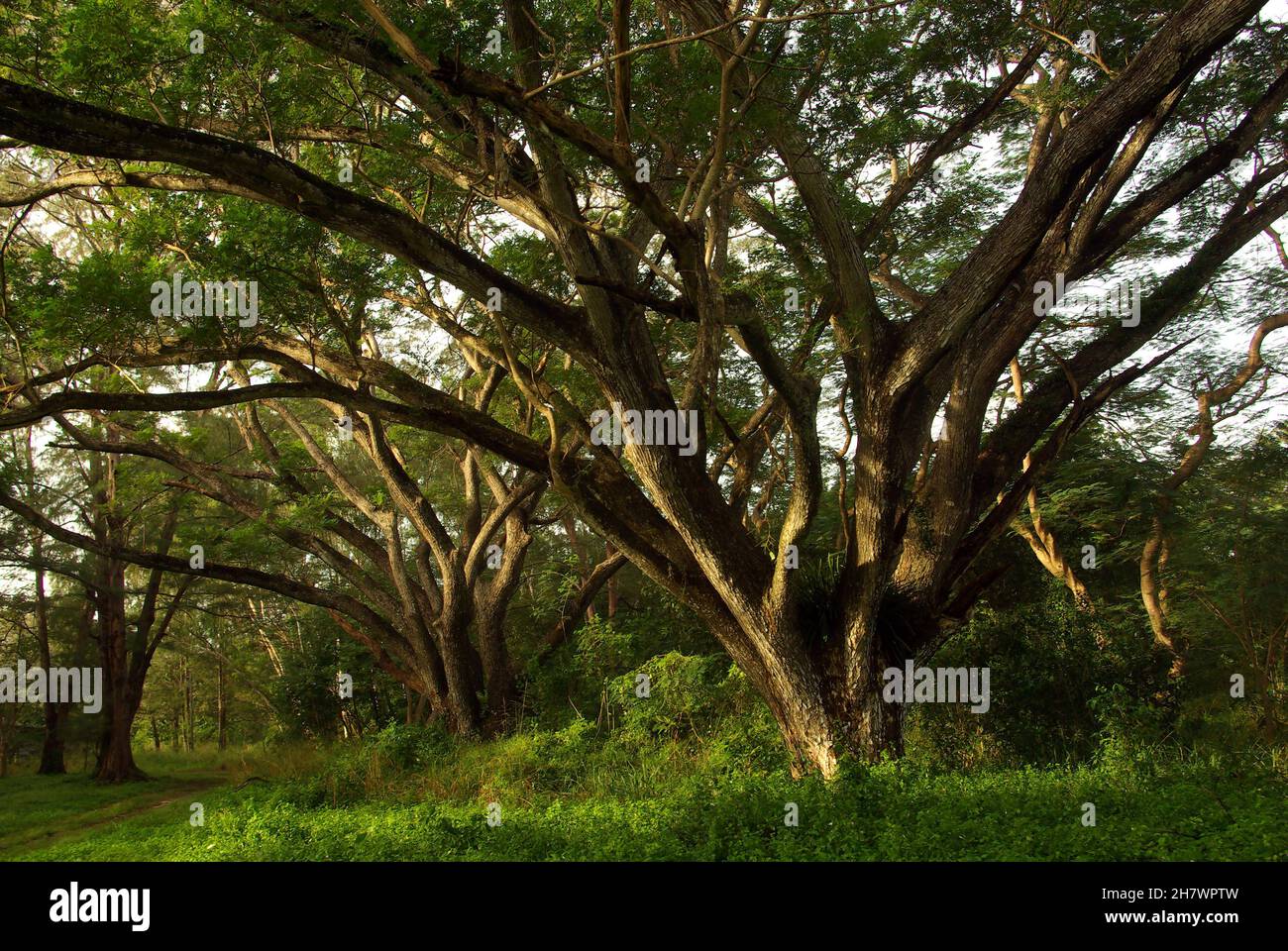 The shade of Rain-tree canopy Big tree in the forest Stock Photo - Alamy