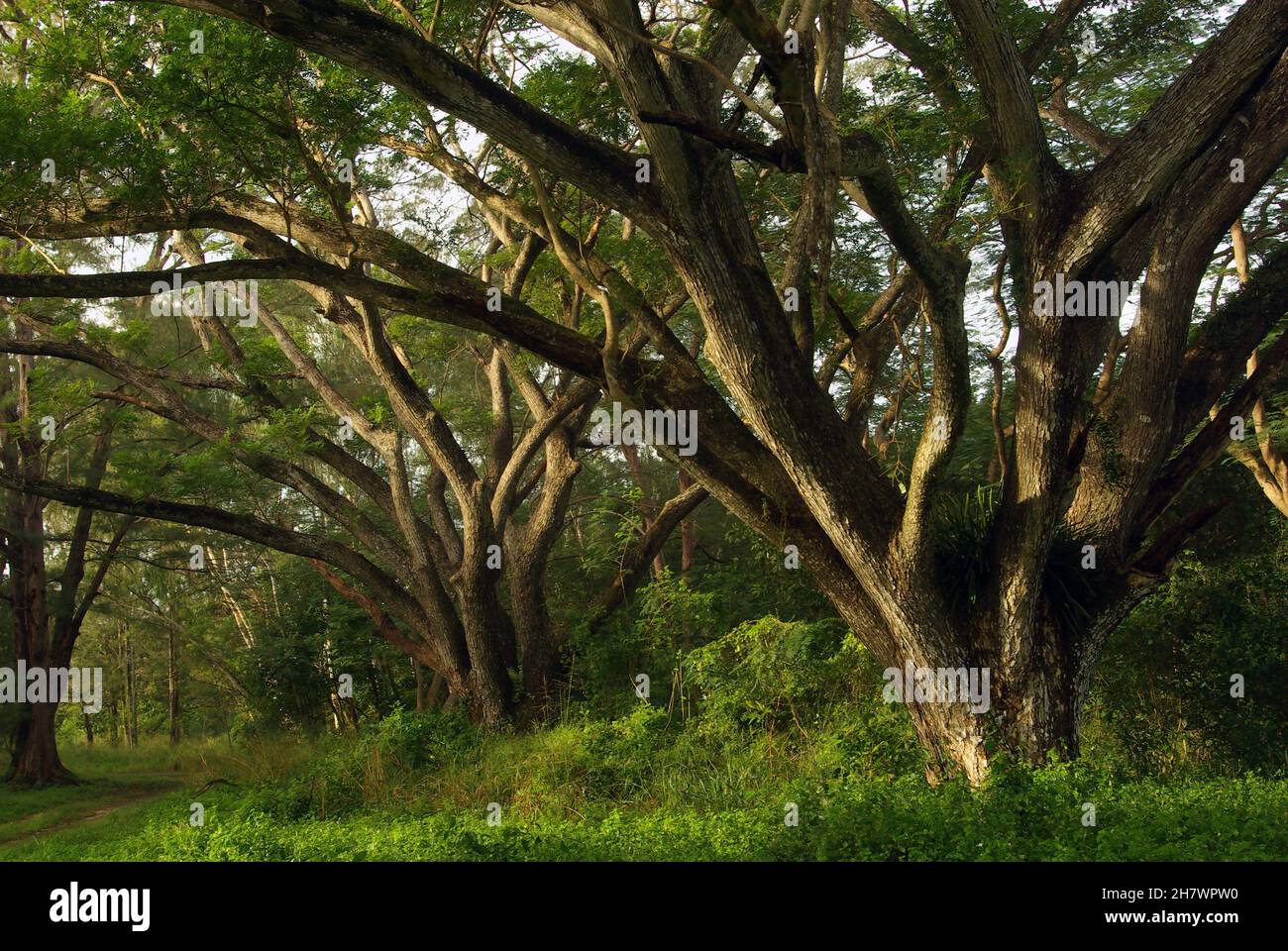 The shade of Rain-tree canopy Big tree in the forest Stock Photo - Alamy