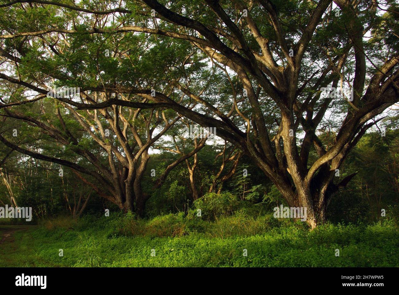 The shade of Rain-tree canopy Big tree in the forest Stock Photo - Alamy