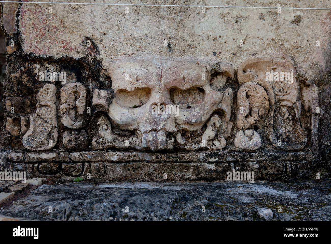 ancient mayan bas relief carvingsof a rabbit skull on a temple at the ...