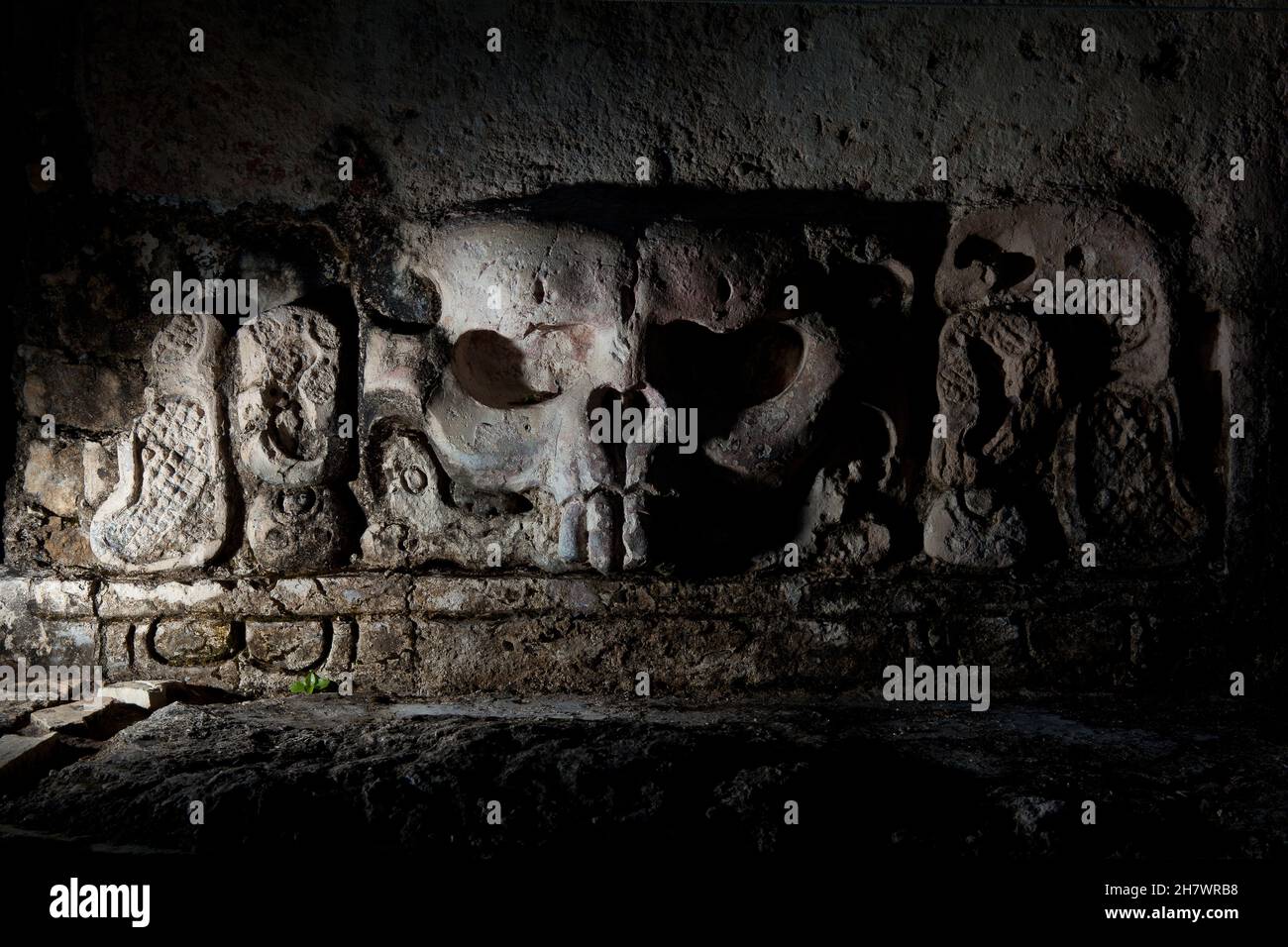 ancient mayan bas relief carvingsof a rabbit skull on a temple at the ...