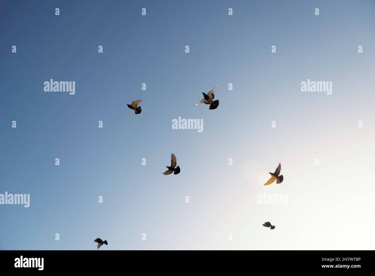Bottom view of pigeons flying against the blue sky from Farol da Barra ...