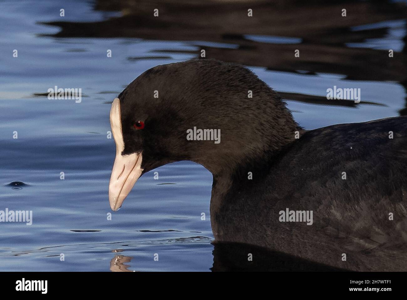 Coot - Redesmere Stock Photo - Alamy