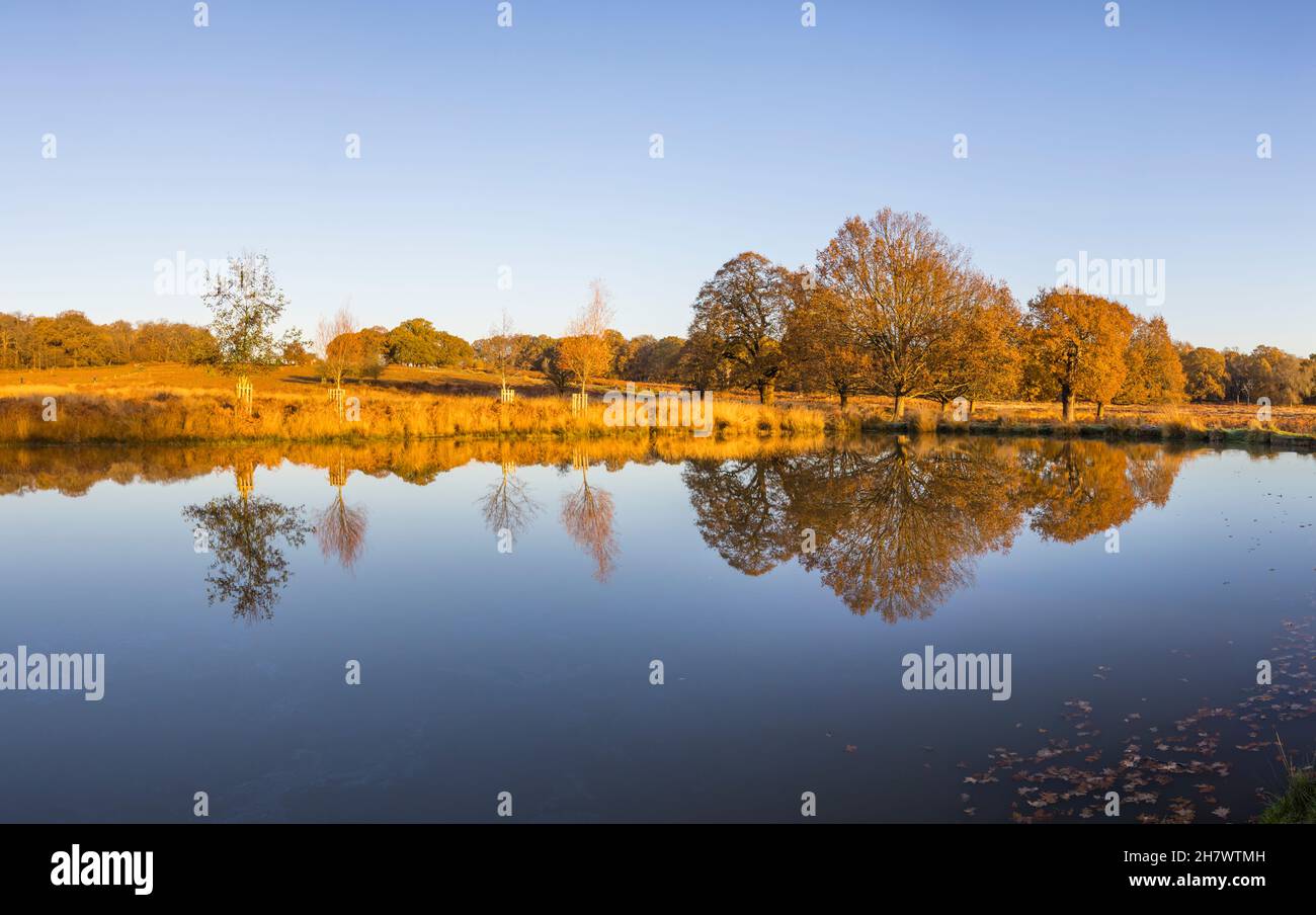 Reflections in Leg of Mutton Pond in Richmond Park, a deer park in ...