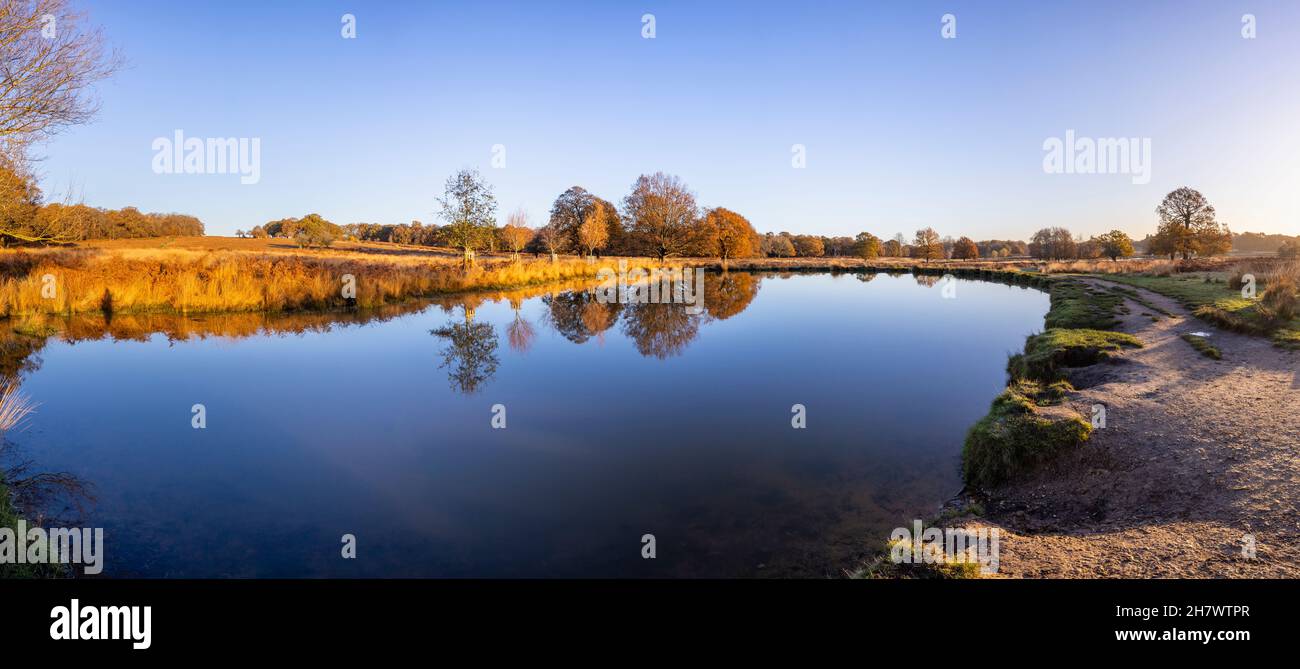 Reflections in Leg of Mutton Pond in Richmond Park, a deer park in ...