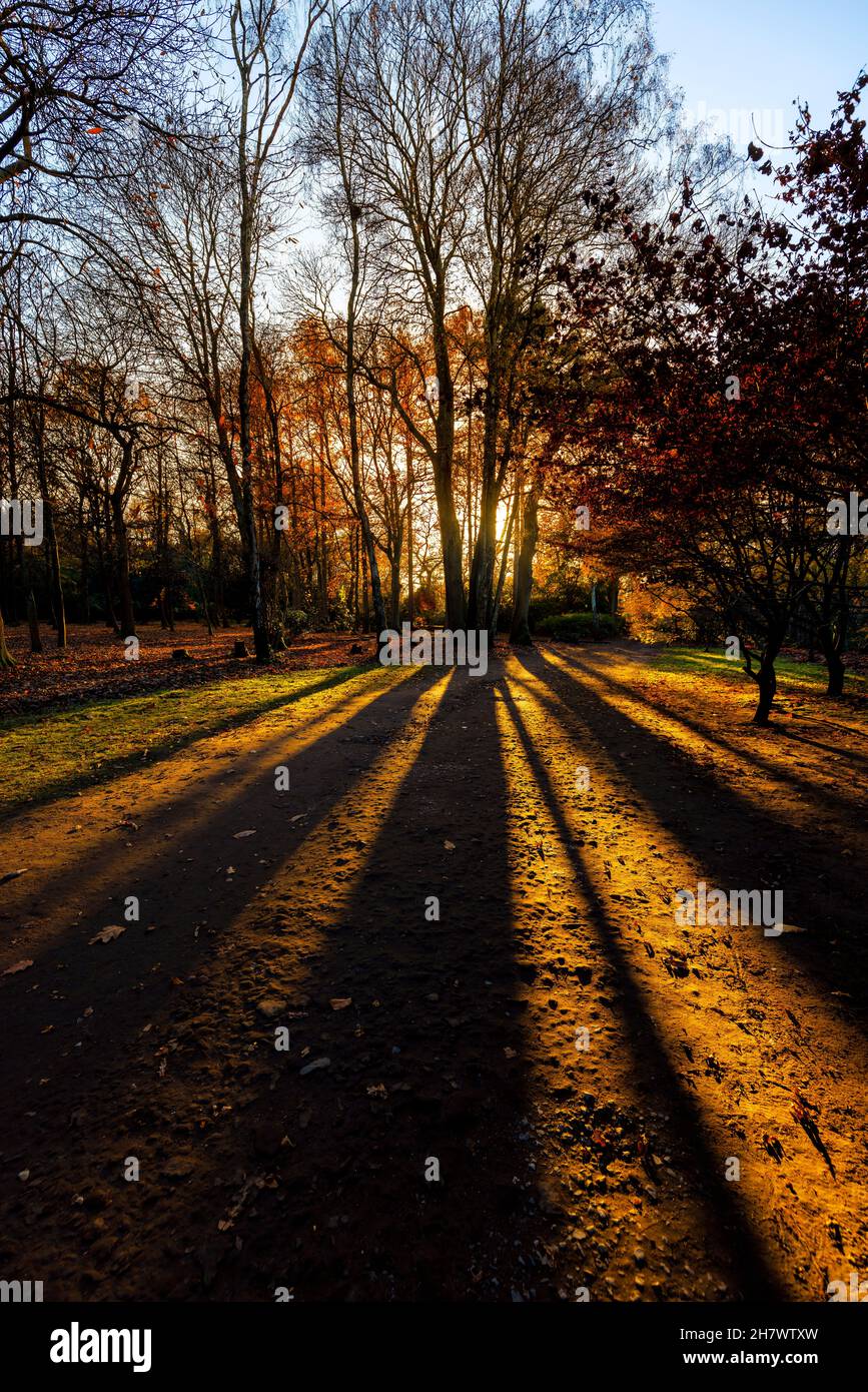 The setting sun casts long shadows from trees in the late afternoon ...