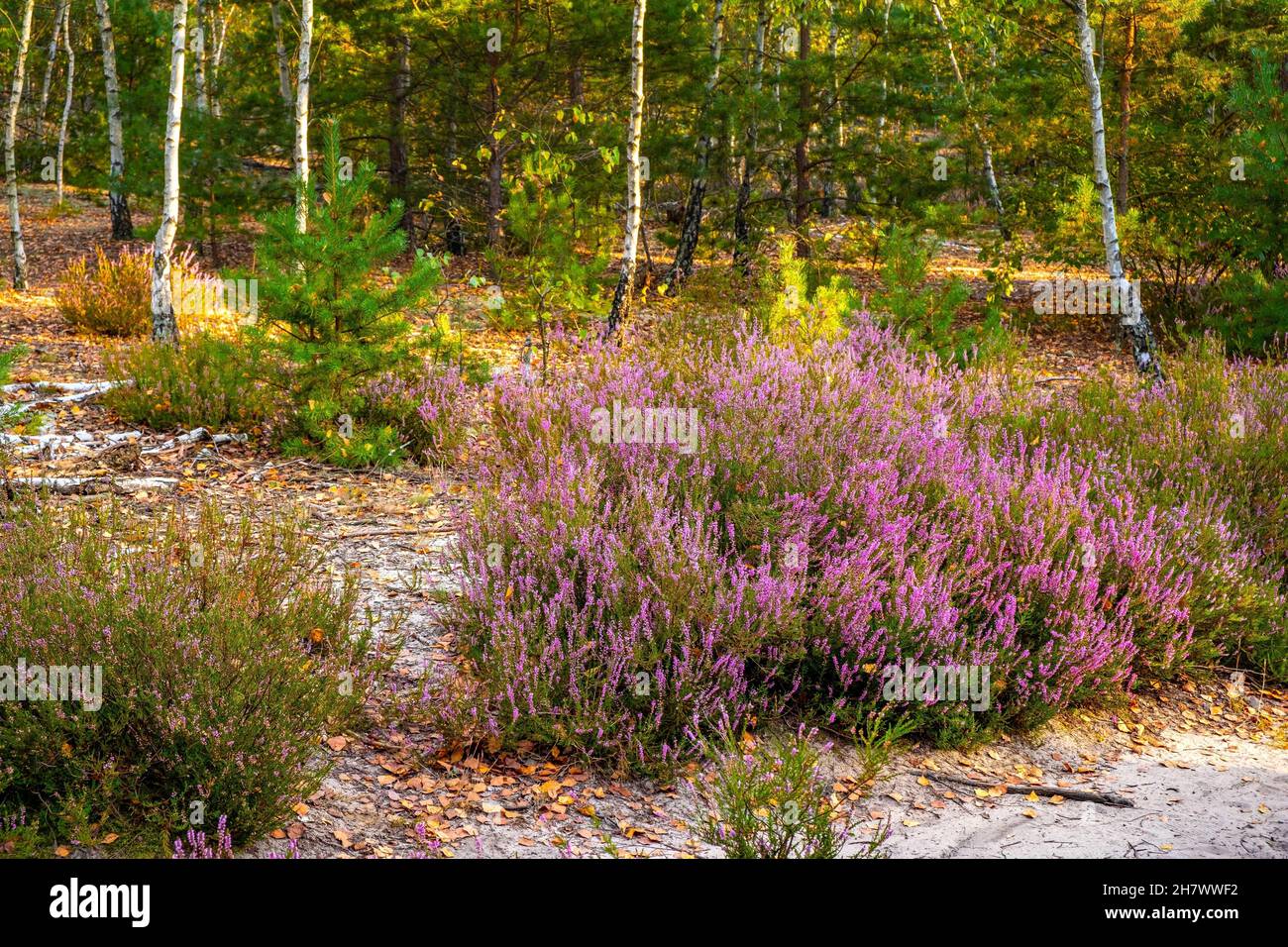 Autumn landscape of mixed forest with undergrowth shrub of common ...