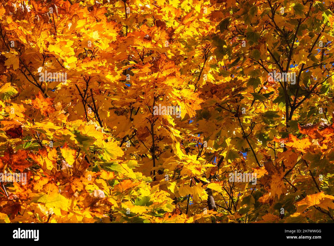 vibrant color tree, red orange foliage in fall park. autumn forest ...