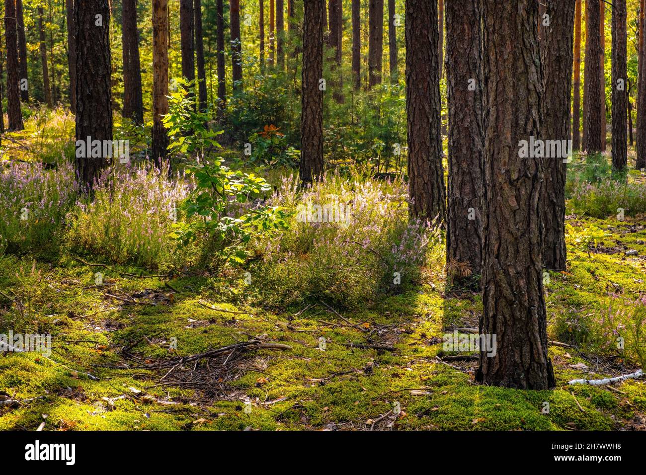 Autumn landscape of mixed forest with undergrowth shrub of common ...