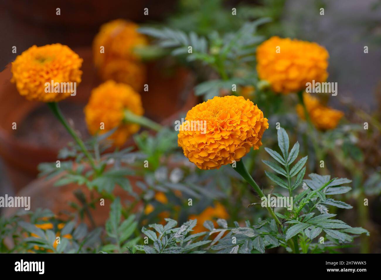 Tagetes or marigold flowers, called ganda flowers in Bengali language ...