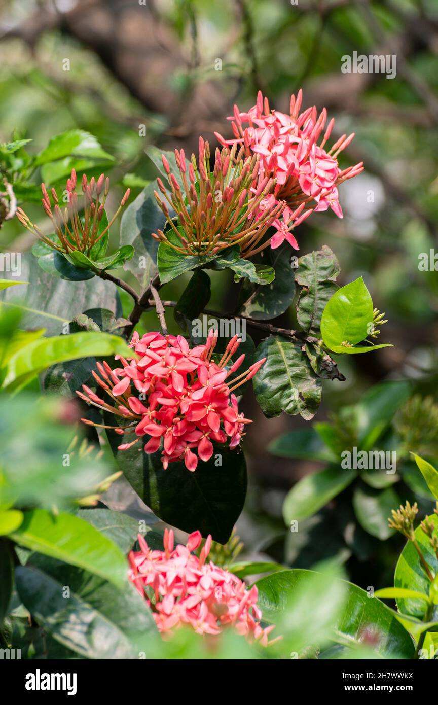 Ixora coccinea, jungle geranium, flame of the woods or jungle flame ...