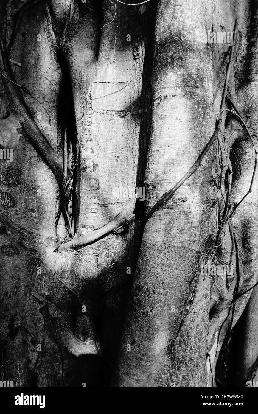 Black and white abstract tree trunk wood texture. Natural background ...