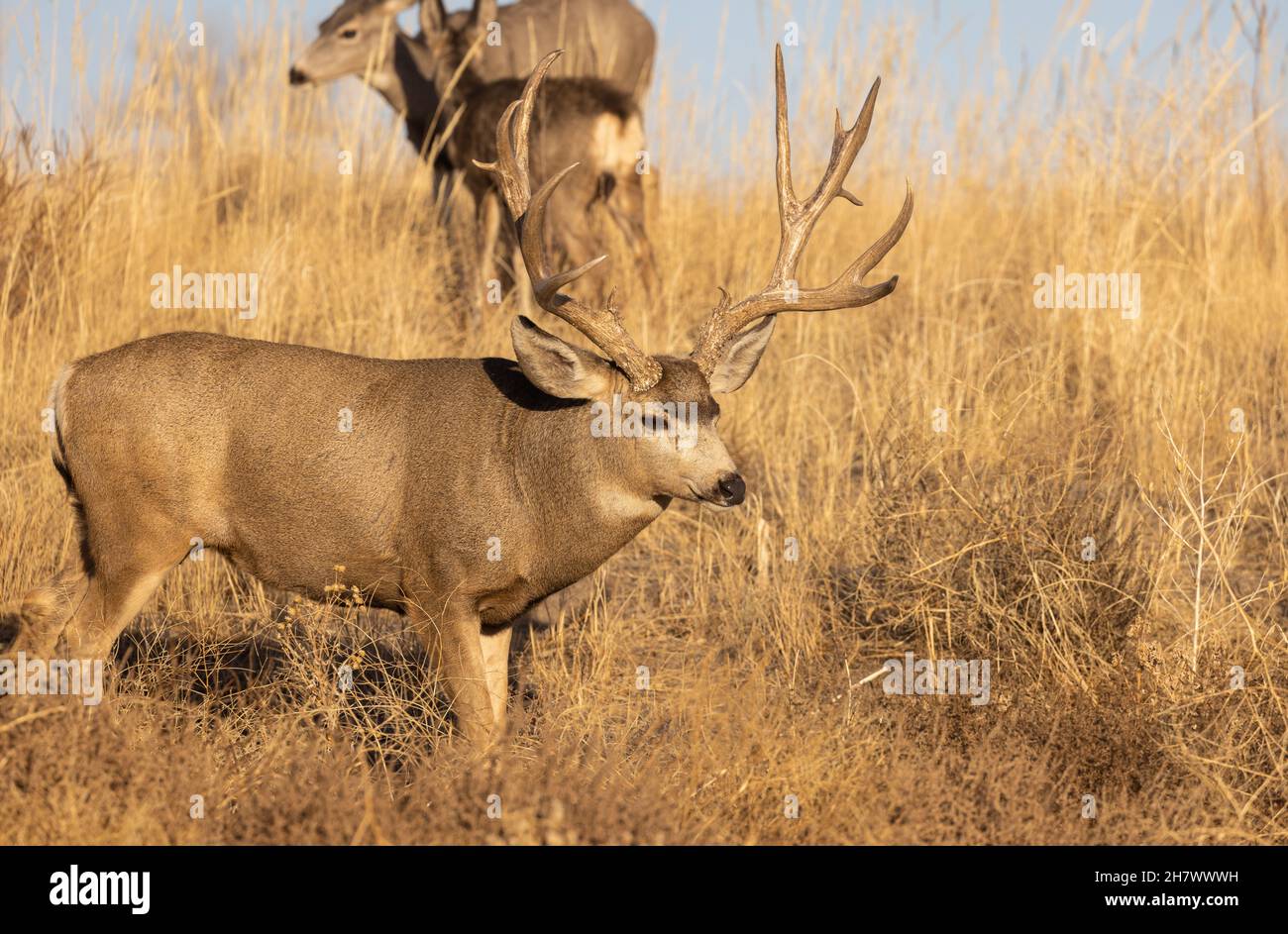 Mule Deer buck During the Fall Rut in Colroado Stock Photo - Alamy