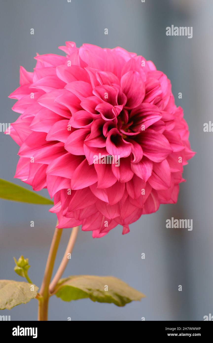 Red Dahlia flowers from bushy, tuberous, herbaceous perennial plants ...