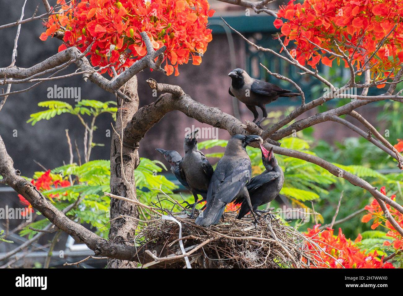 House crow (Corvus splendens) feeding baby and juvenile birds in the ...